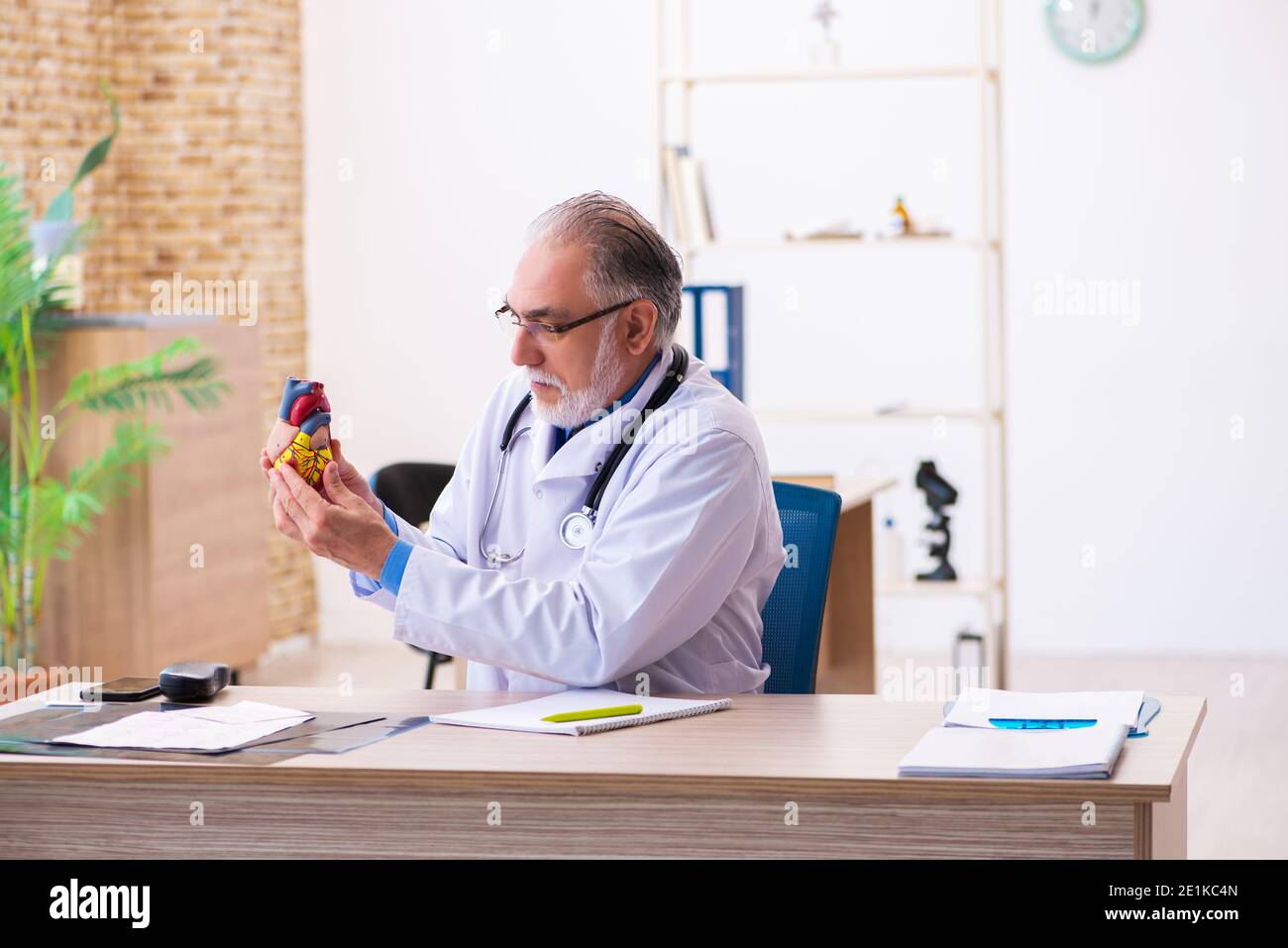 Senior male doctor cardiologist holding heart model Stock Photo - Alamy