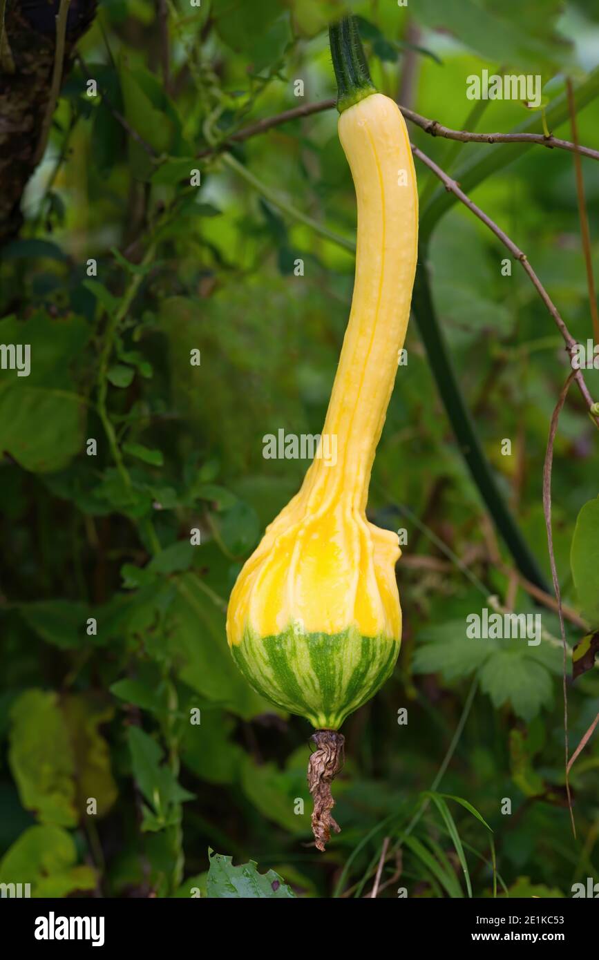 Hanging squash hi-res stock photography and images - Alamy