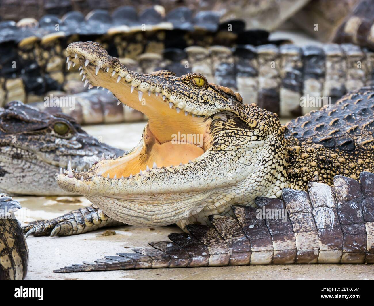 Close up crocodile hi-res stock photography and images - Alamy