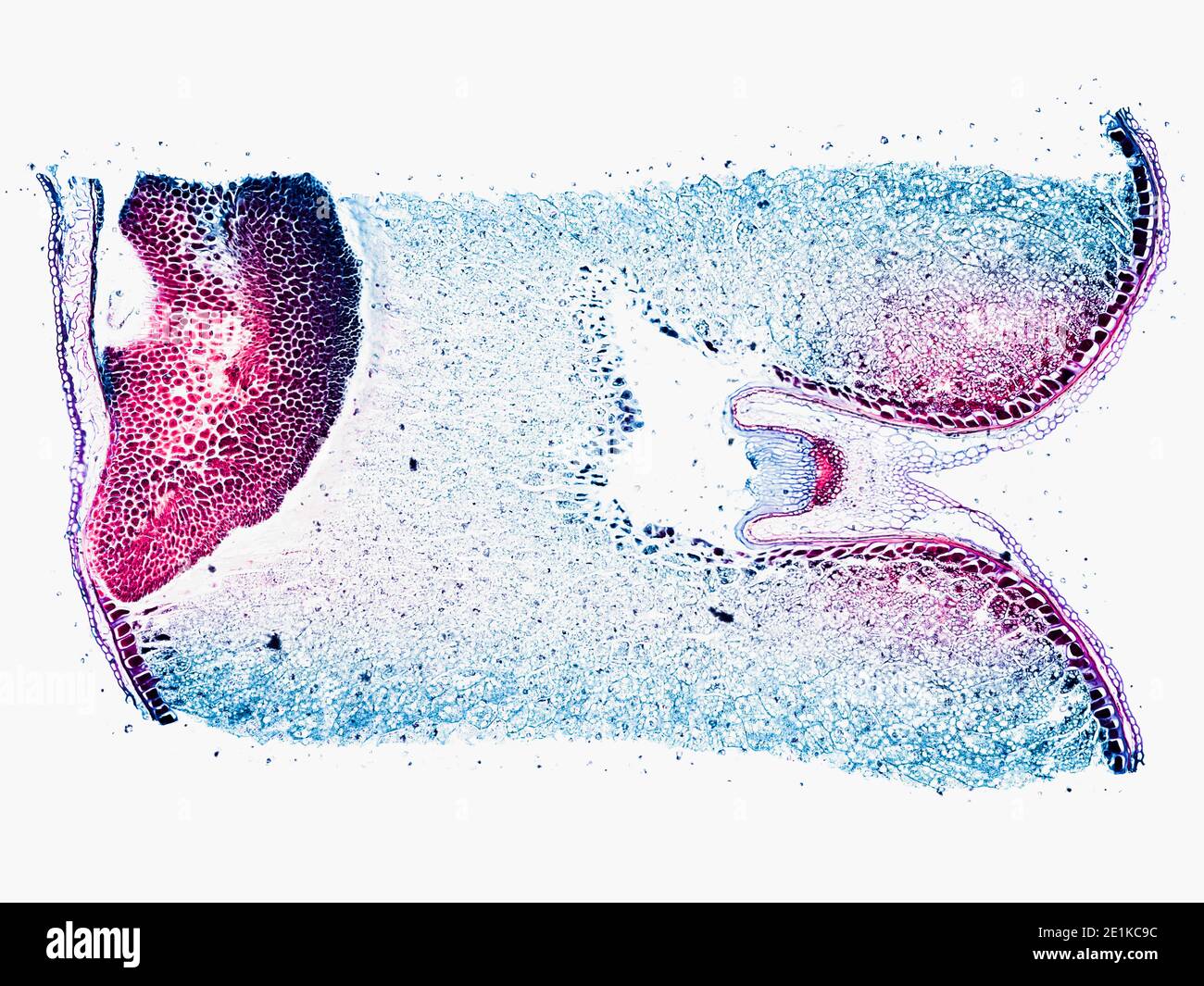 cross section cut of human body cells under a scientific microscope ...