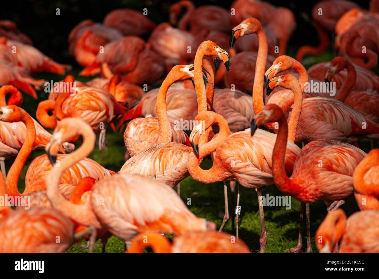 Group of pink flamingos on a green meadow Stock Photo - Alamy
