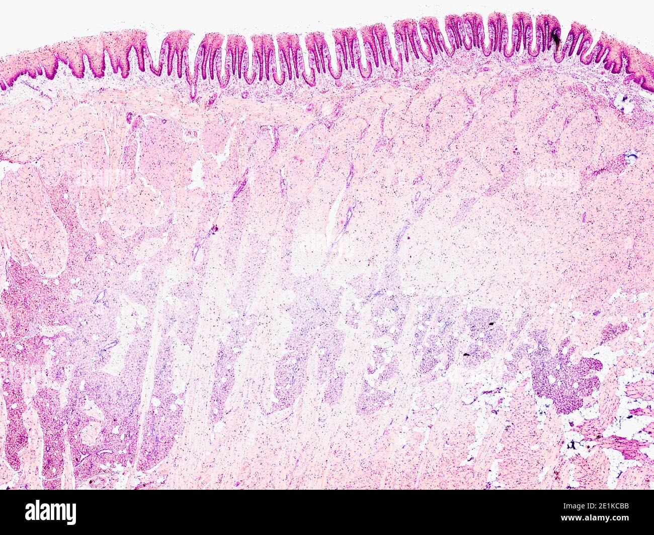 cross section cut of human body cells under a scientific microscope ...