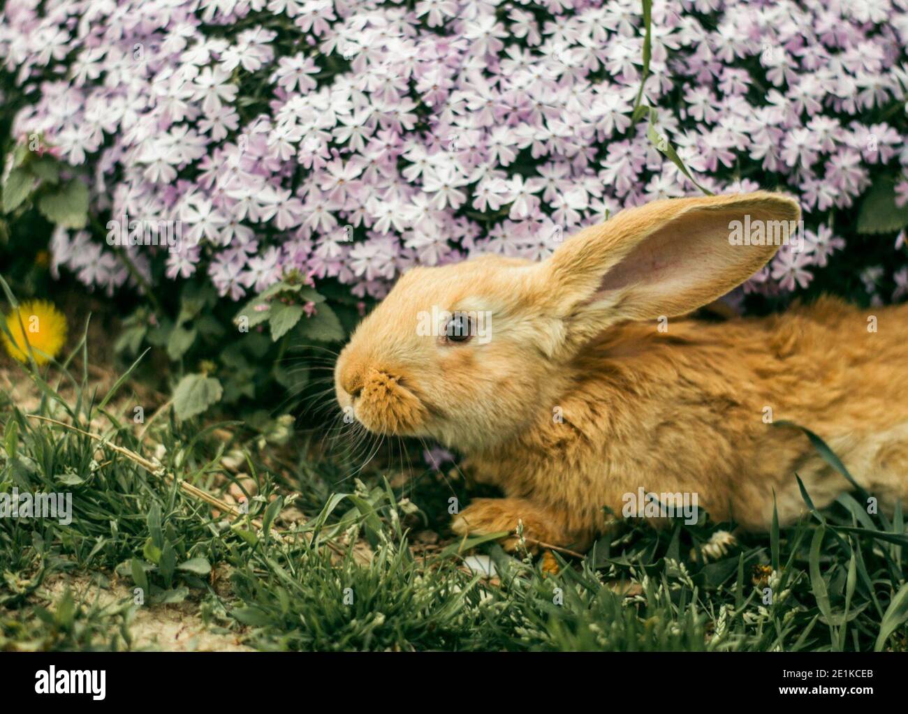 Red rabbit in the grass at the flowers. A little rabbit Stock Photo - Alamy