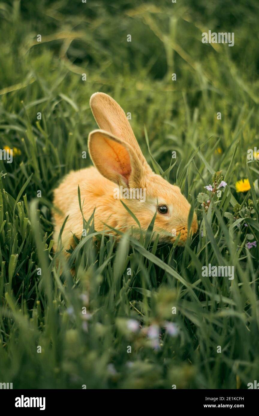 Rabbit flowers hop hi-res stock photography and images - Alamy