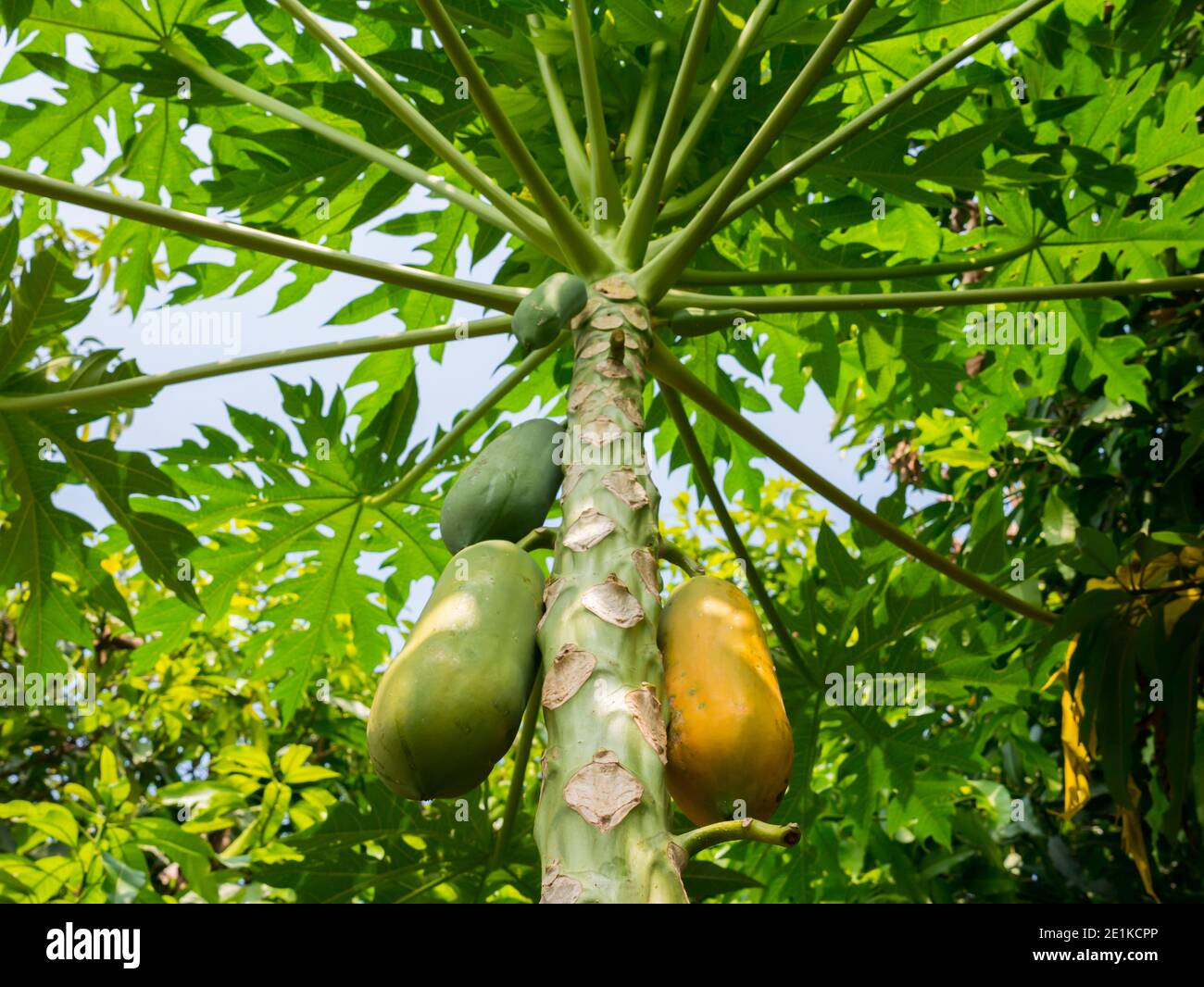 organic green papaya fruit tree Stock Photo - Alamy