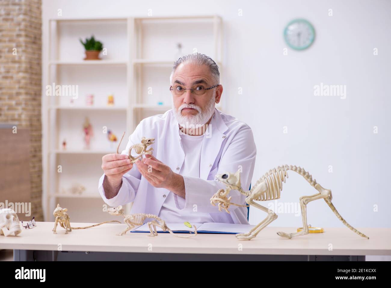 Old paleontologist examining ancient animals at lab Stock Photo - Alamy