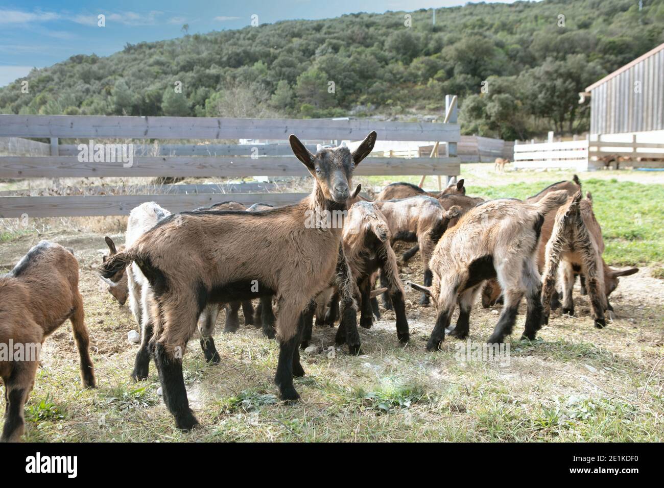 Cute baby goats in a farm Stock Photo - Alamy