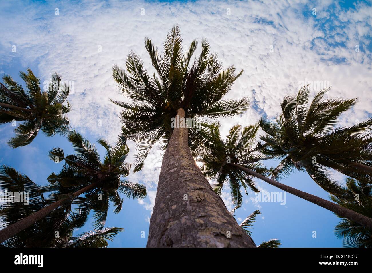Coconut tree with clear sky at Tropicana Stock Photo - Alamy