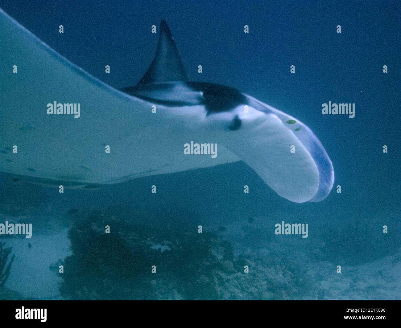 Reef manta ray mobula alfredi hi-res stock photography and images - Alamy