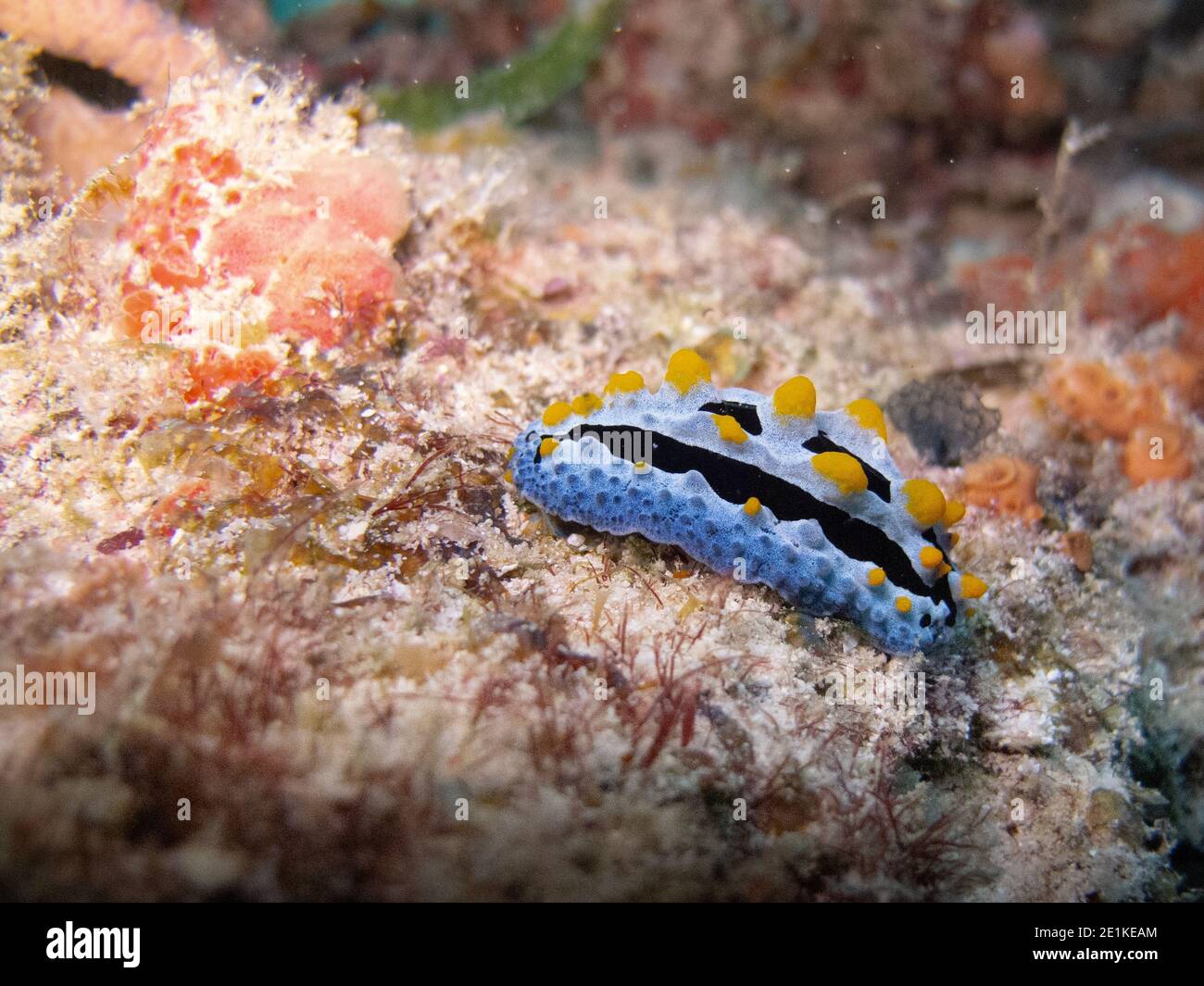 Tropical nudibranch Sky Blue Phyllidia (Phyllidia coelestis). Raja ...