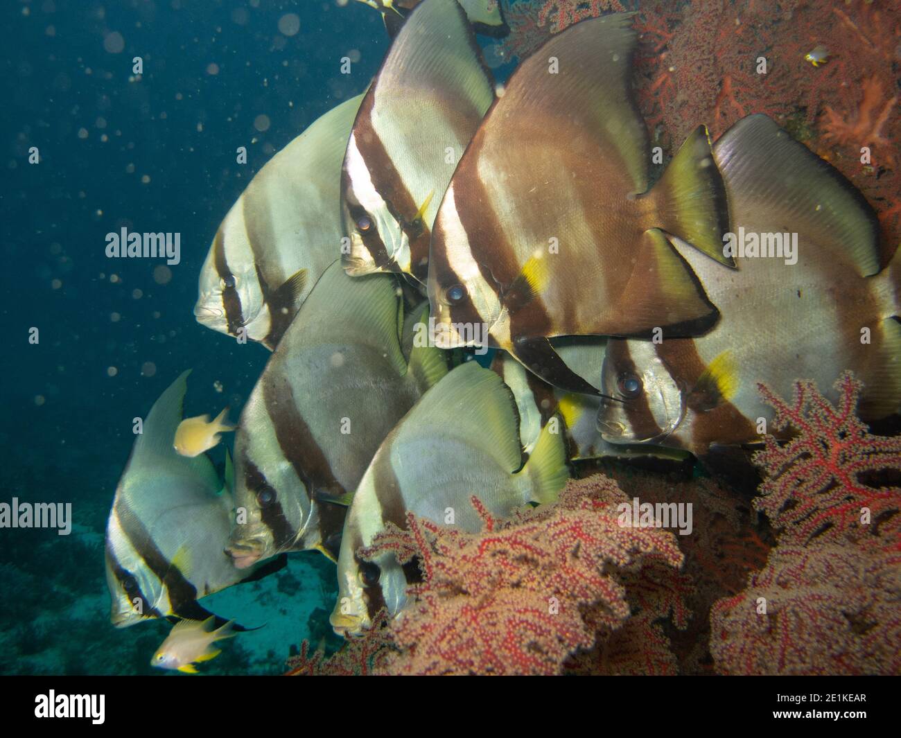 Platax pinnatus hi-res stock photography and images - Alamy