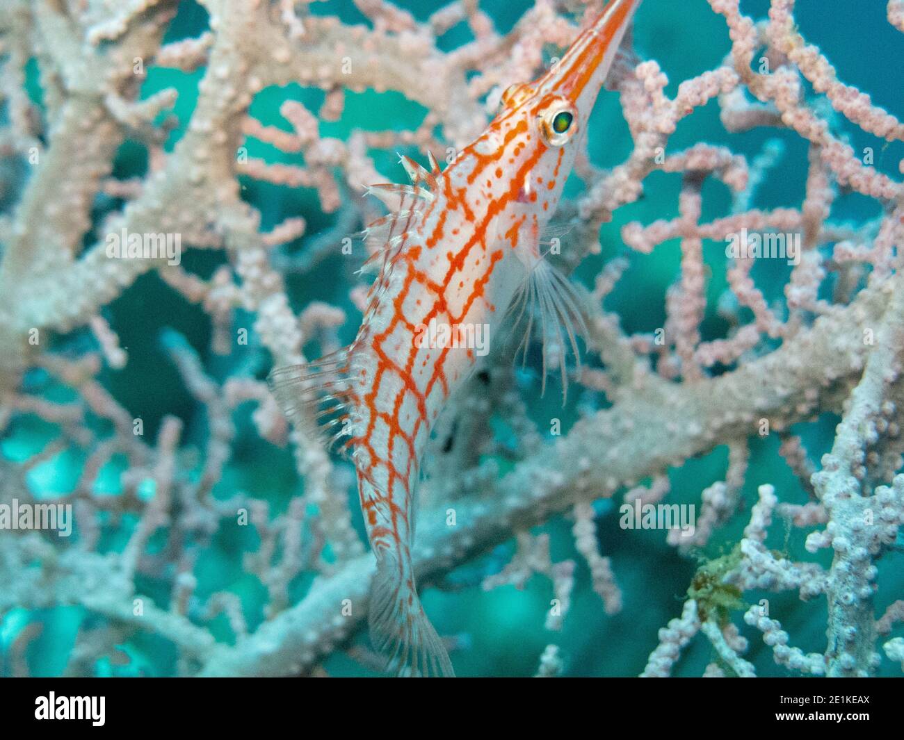 Longnose Hawkfish (Oxycirrhites typus Stock Photo - Alamy
