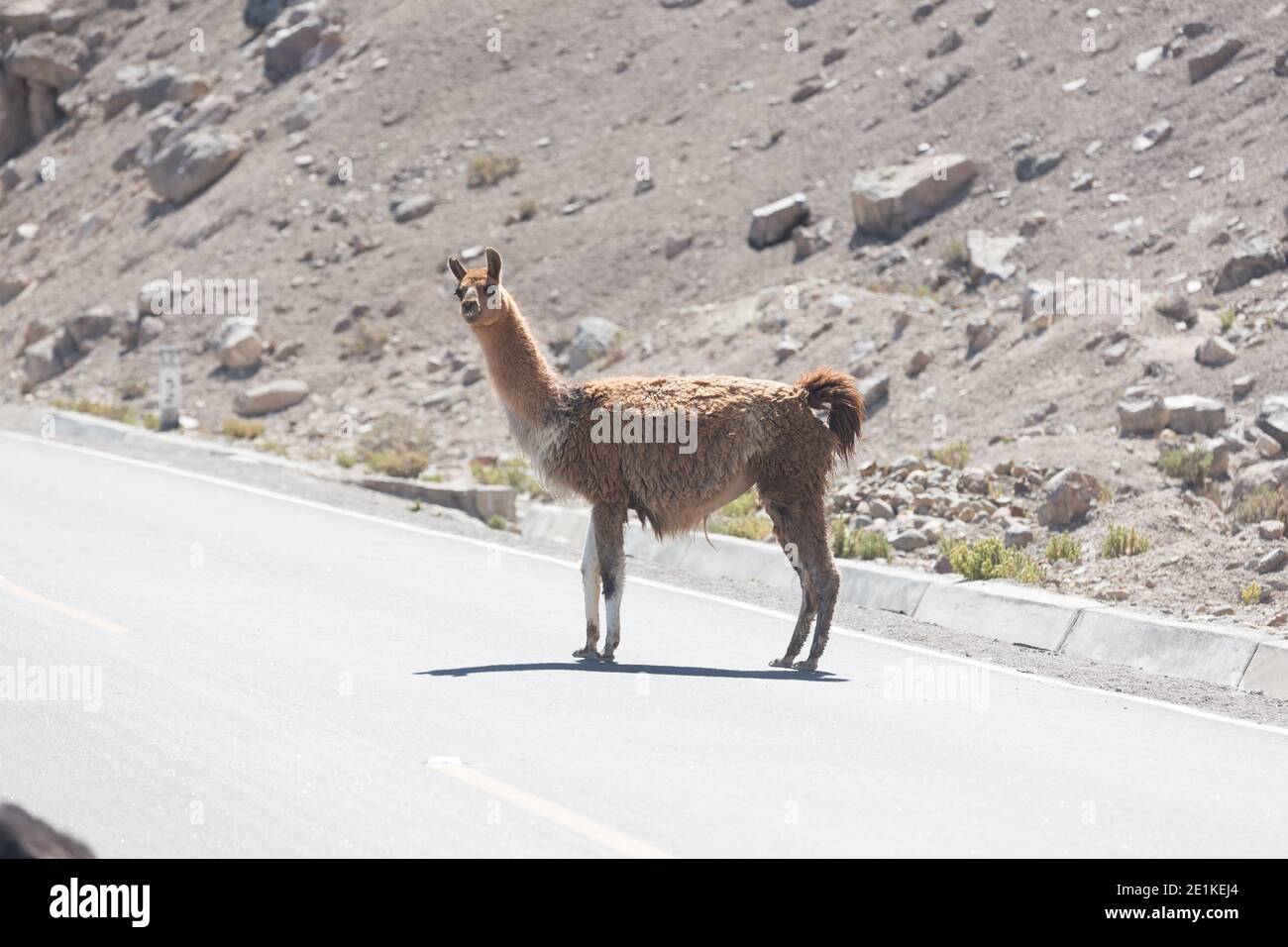 Peru colca canyon llamas hi-res stock photography and images - Alamy