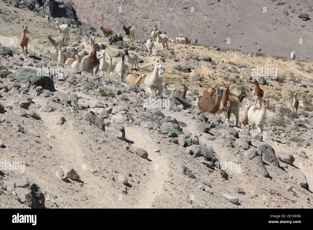 Peru colca canyon llamas hi-res stock photography and images - Alamy