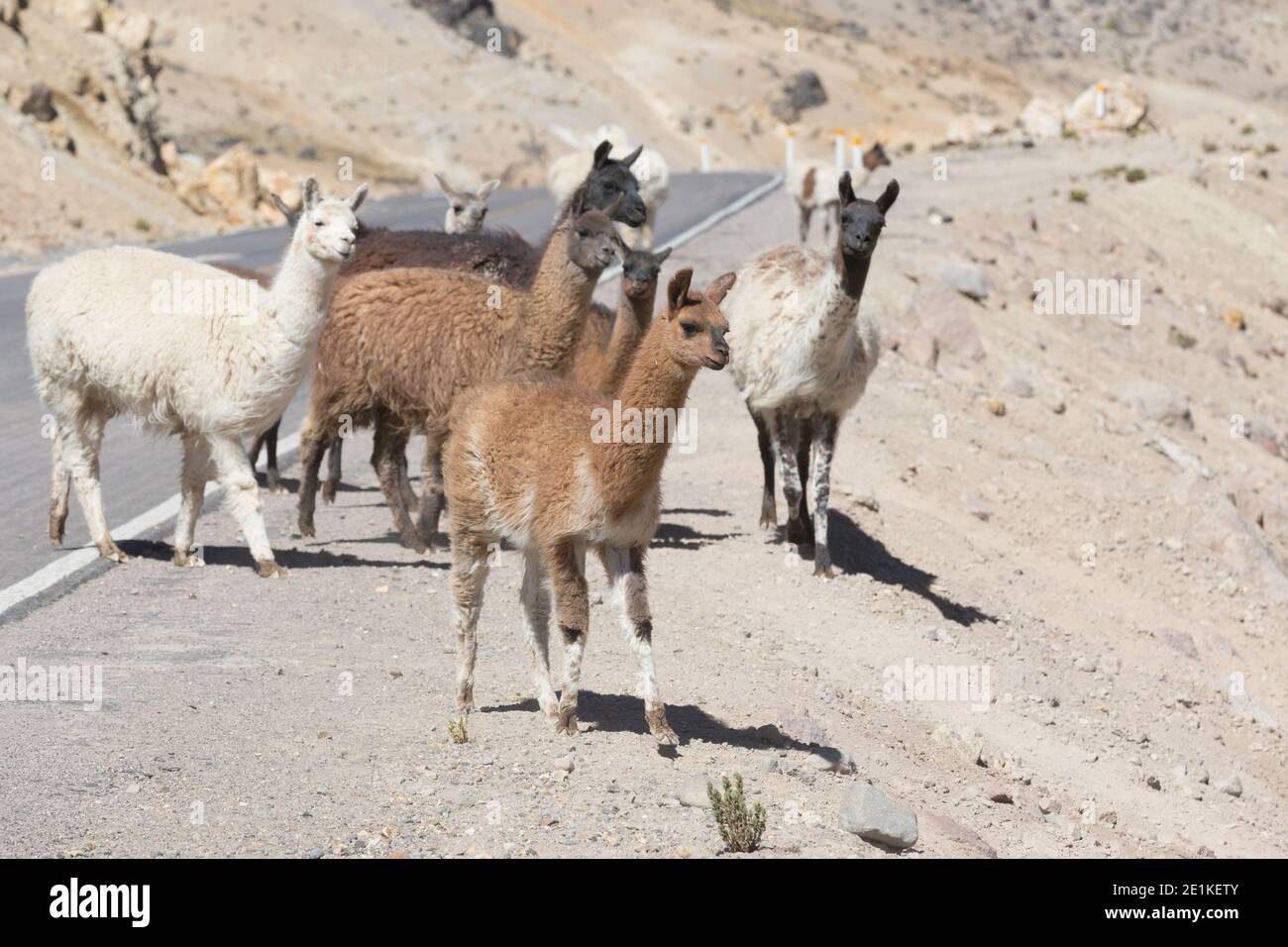 Peru colca canyon llamas hi-res stock photography and images - Alamy