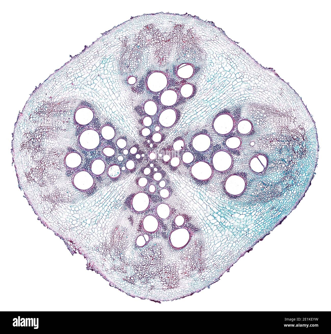 cross section cut under the microscope – microscopic view of plant ...