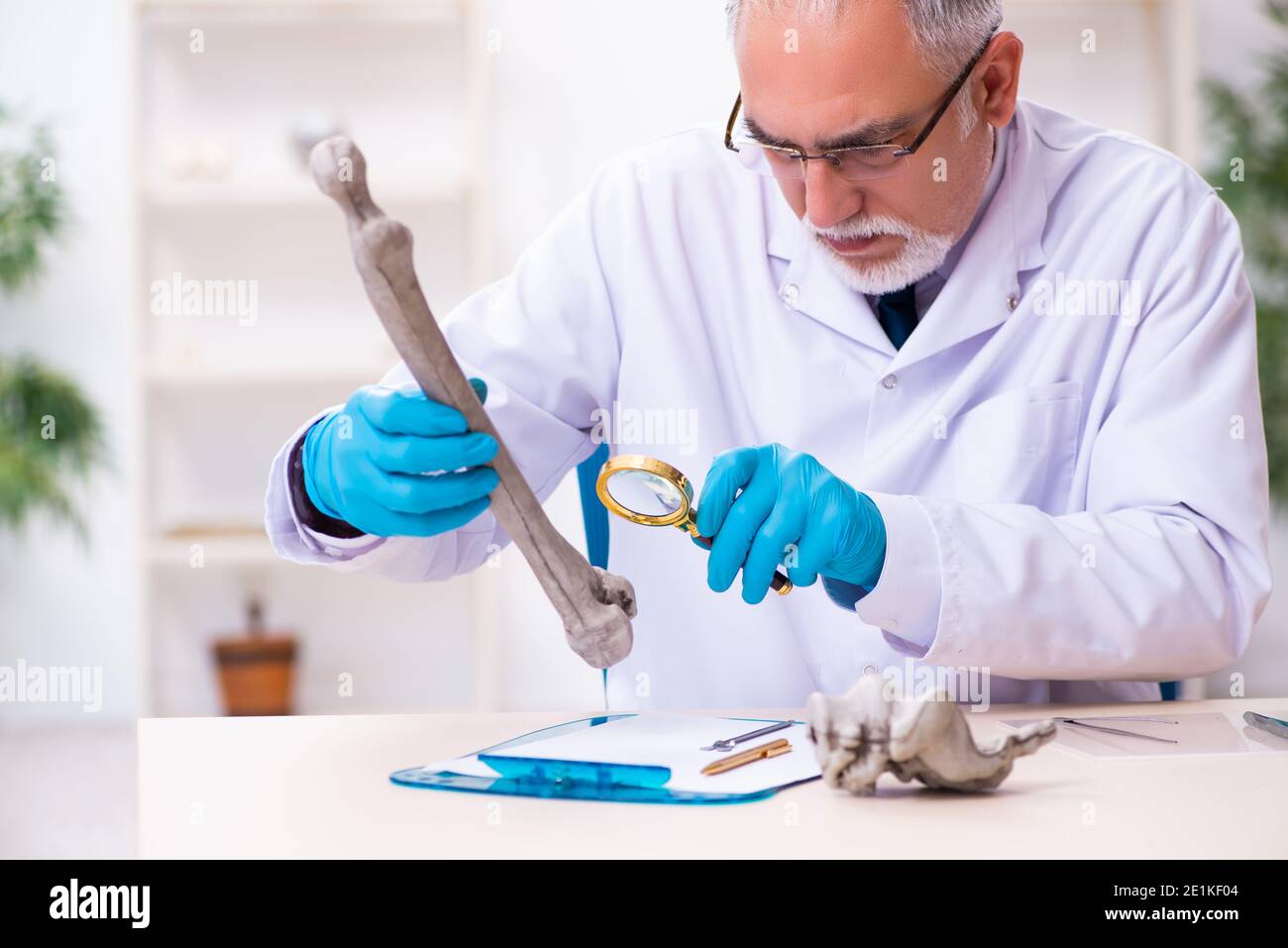 Male archaeologist bone hi-res stock photography and images - Alamy