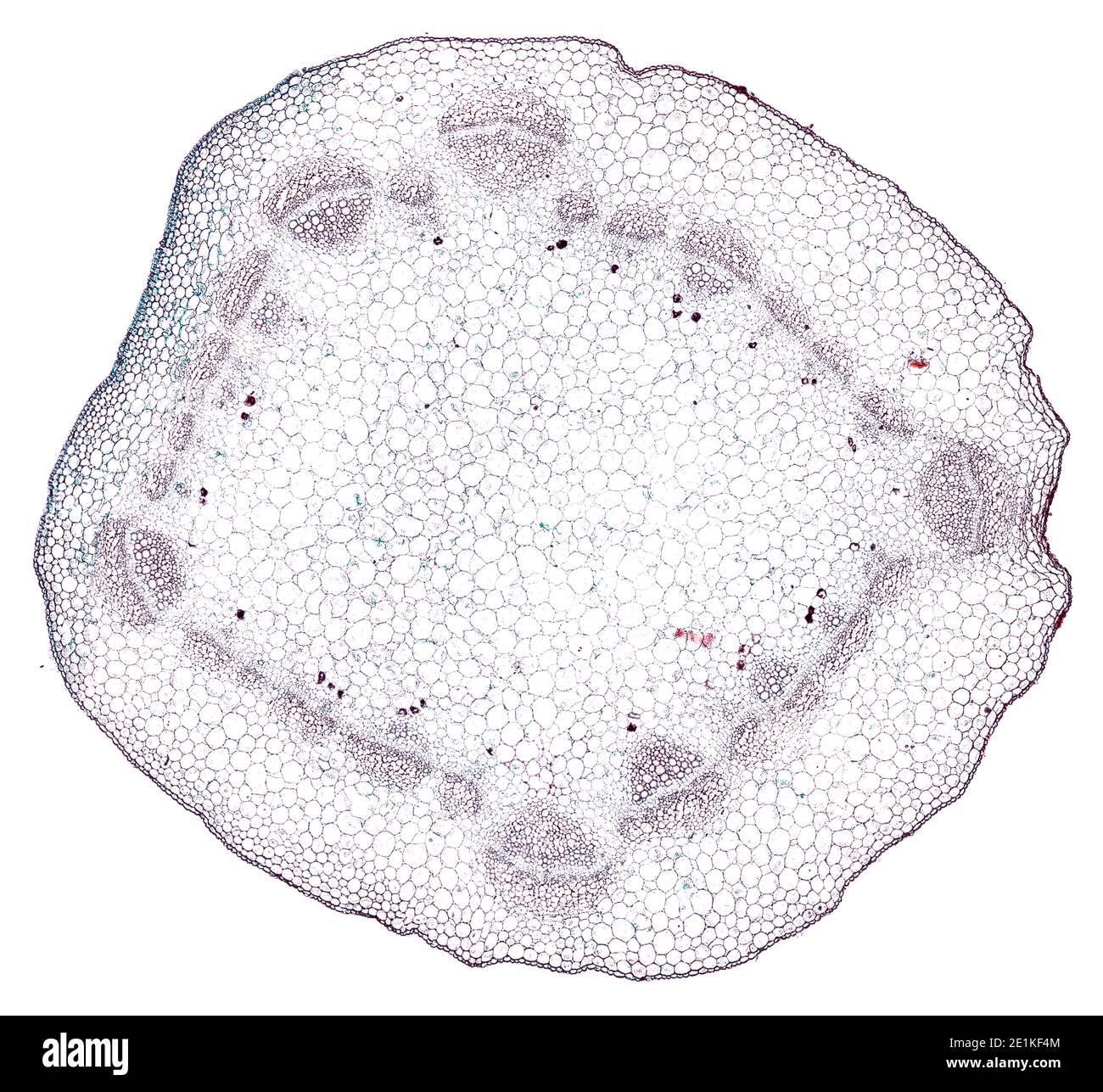 cross section cut under the microscope – microscopic view of plant ...
