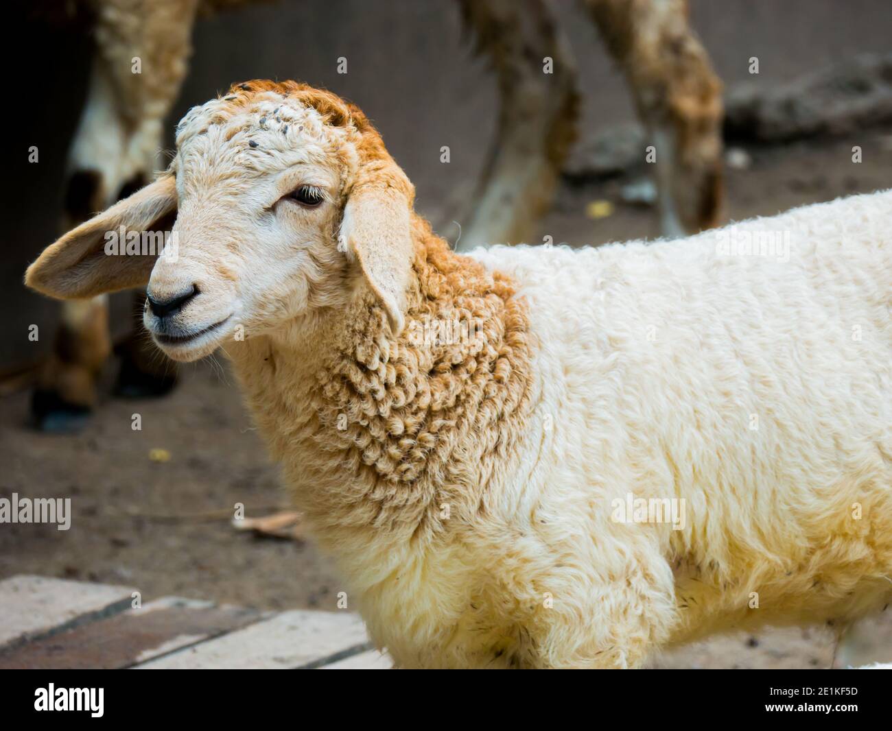 Portrait closeup sheep head in farm animal scene Stock Photo - Alamy