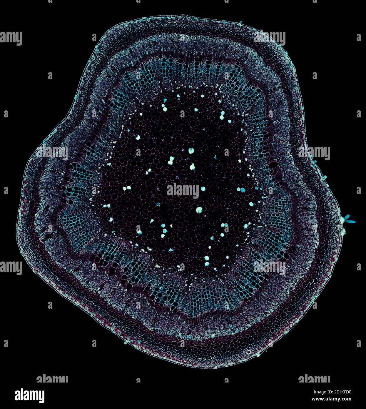 cross section cut under the microscope – microscopic view of plant ...