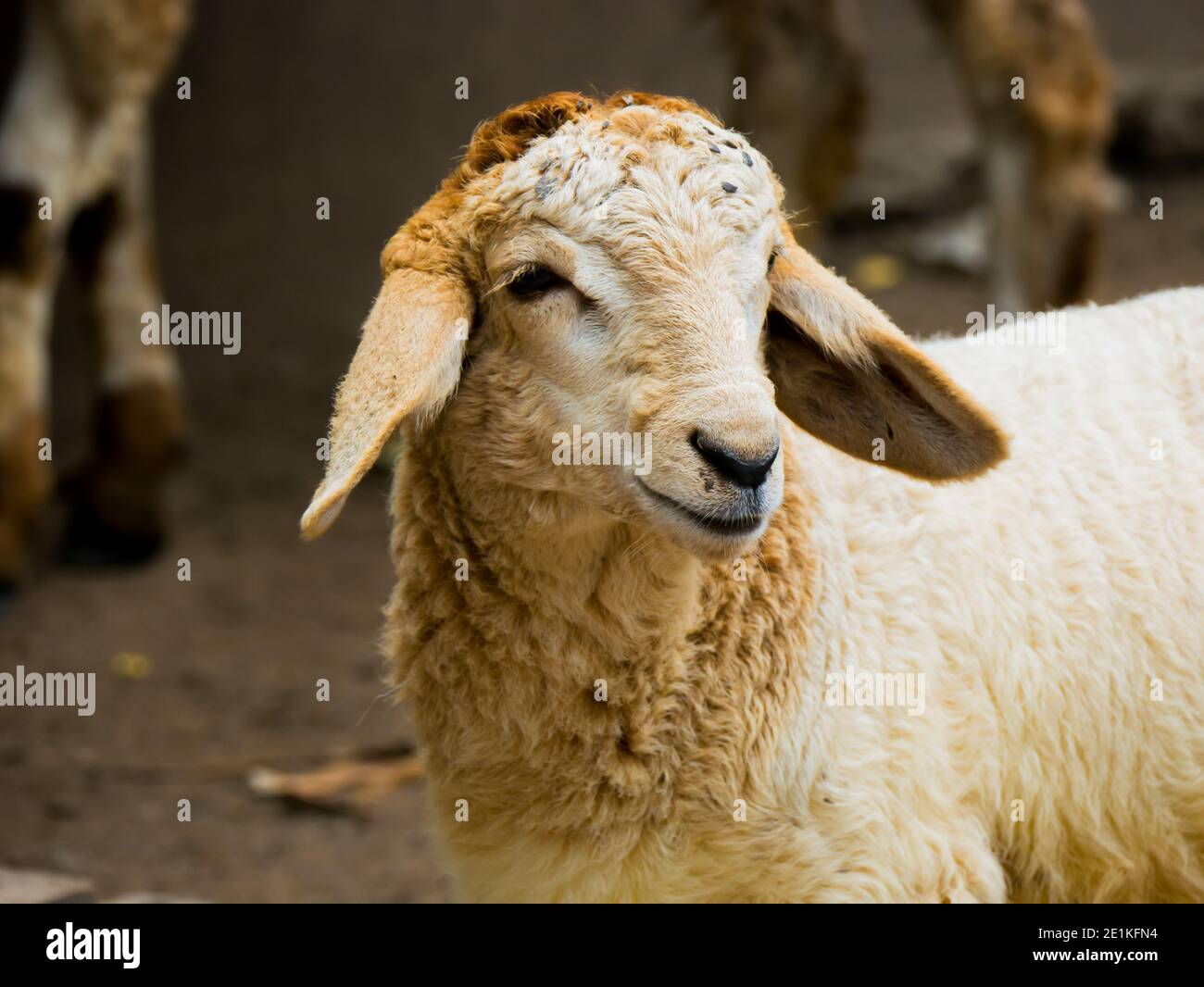 Portrait closeup sheep head in farm animal scene Stock Photo - Alamy