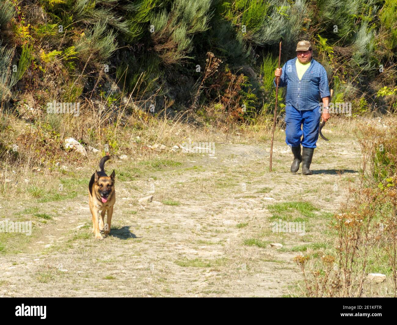 Man walking german shepherd dog hi-res stock photography and images - Alamy