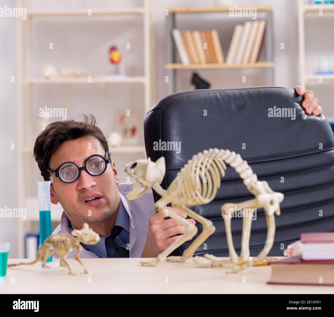 The funny scientist with cat skeleton in lab clinic Stock Photo - Alamy
