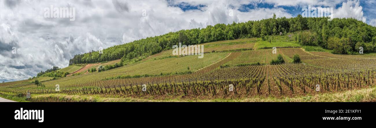 Panoramic of the vineyards hi-res stock photography and images - Alamy