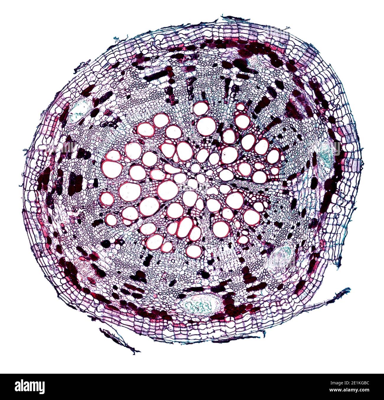 cross section cut under the microscope – microscopic view of plant ...