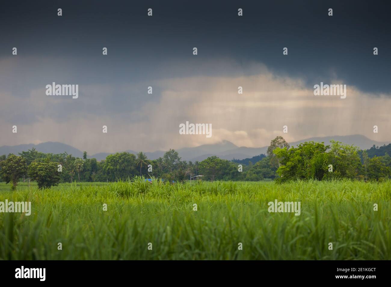 raining over a green field of sugar cane Stock Photo - Alamy