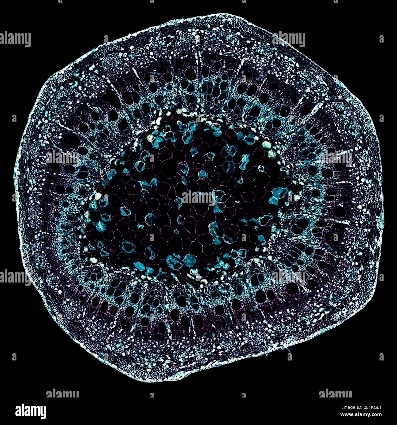 cross section cut under the microscope – microscopic view of plant ...