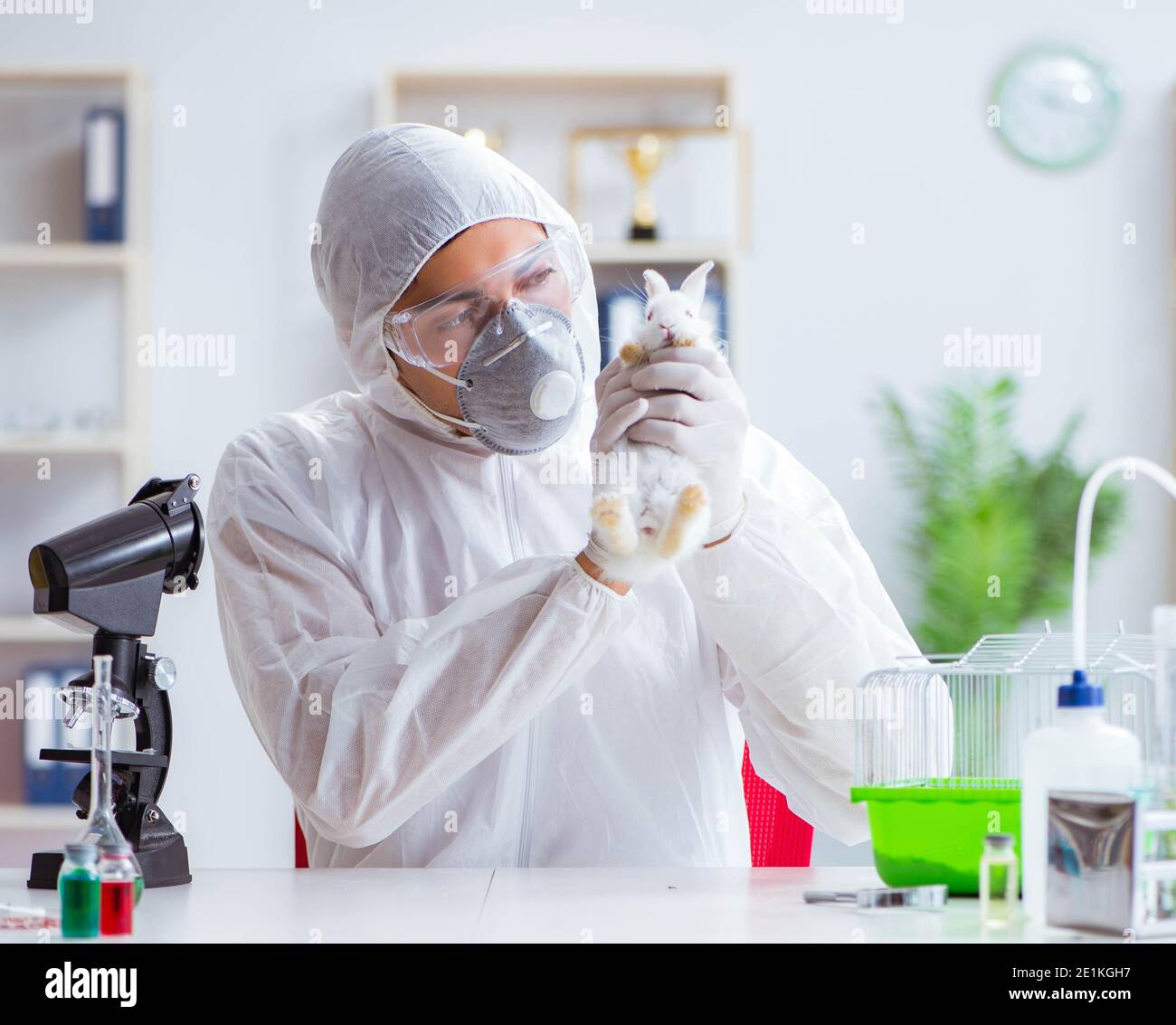 The scientist doing animal experiment in lab with rabbit Stock Photo ...