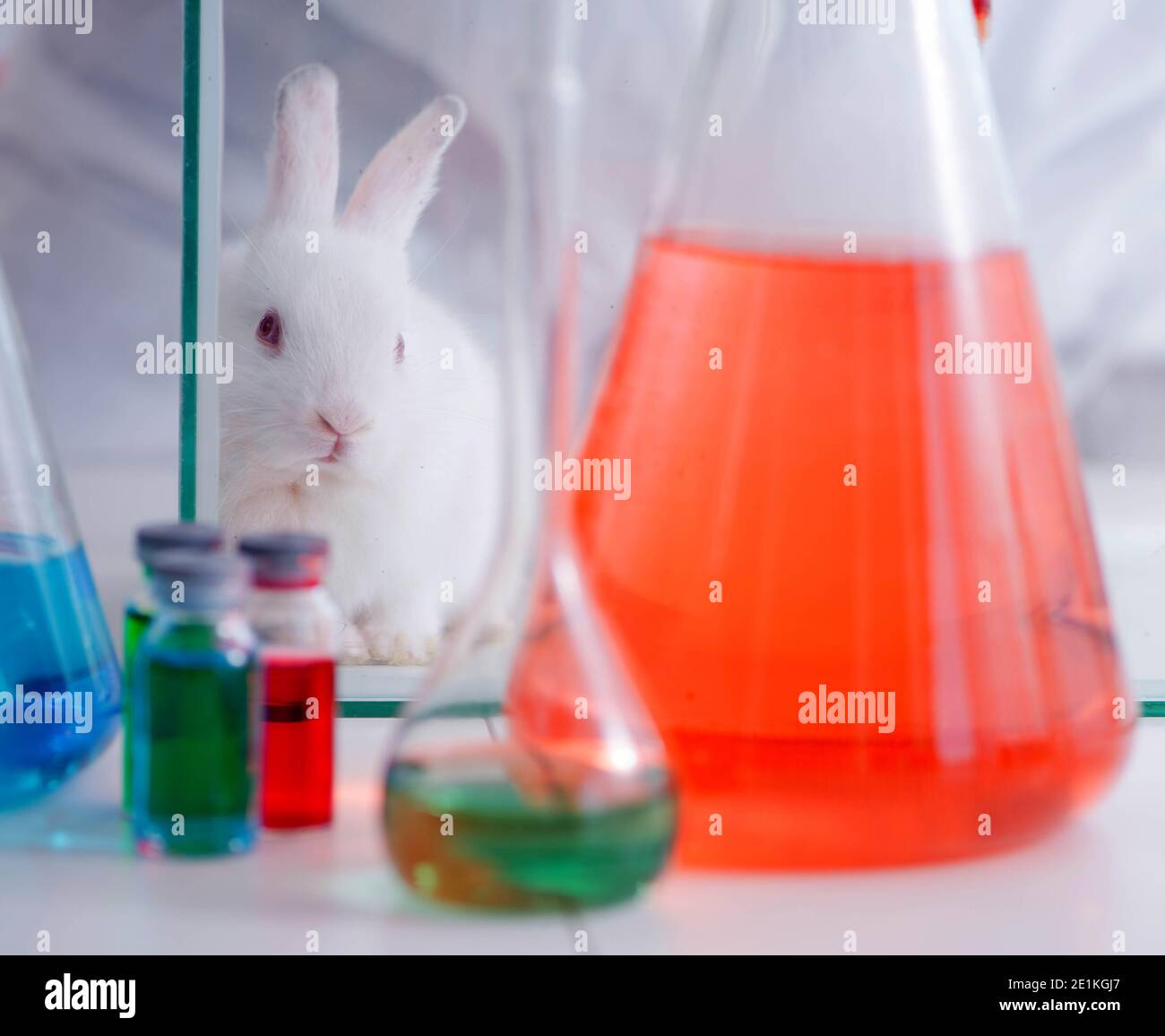 The white rabbit in scientific lab experiment Stock Photo - Alamy