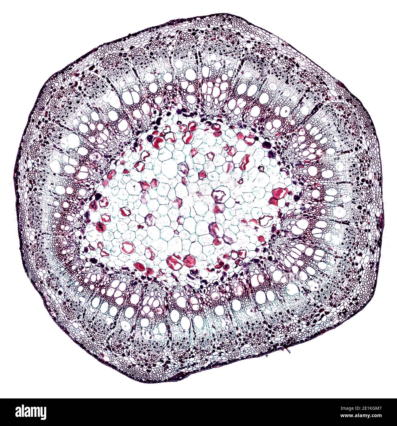 cross section cut under the microscope – microscopic view of plant ...
