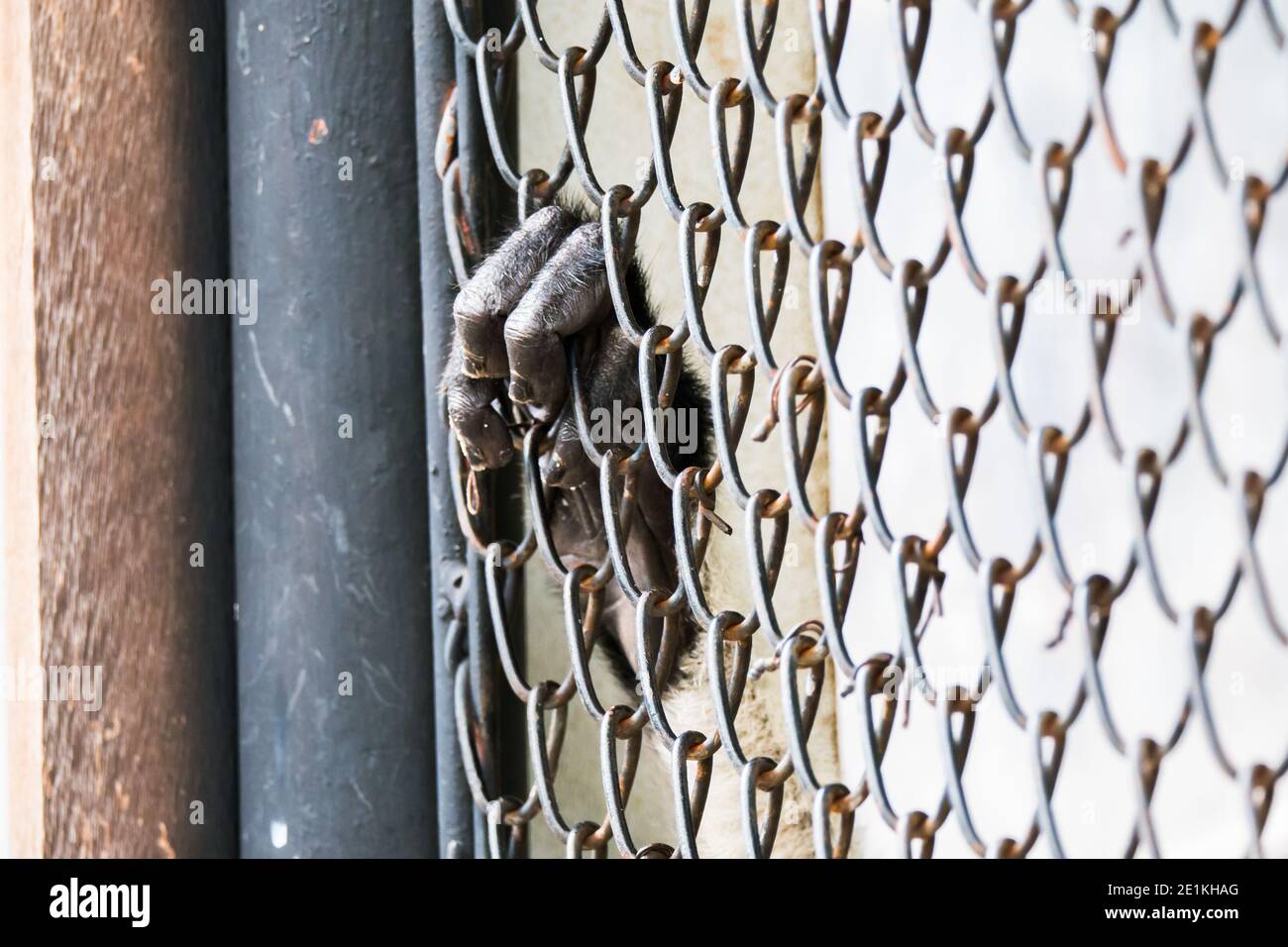 Monkey holding sign hi-res stock photography and images - Alamy
