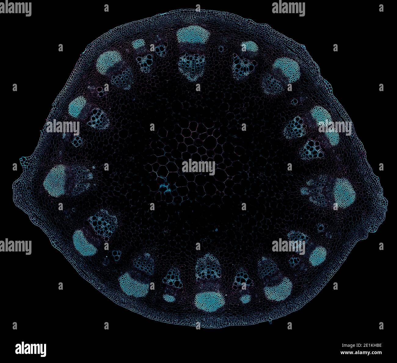cross section cut under the microscope – microscopic view of plant ...