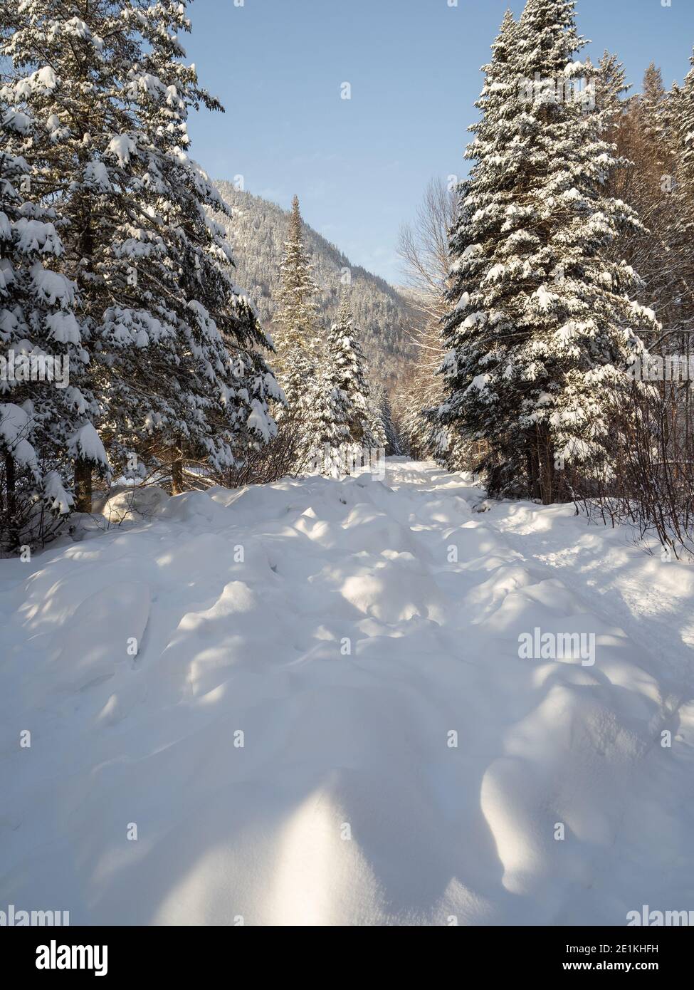Canada quebec nature forest tree white season hi-res stock photography ...