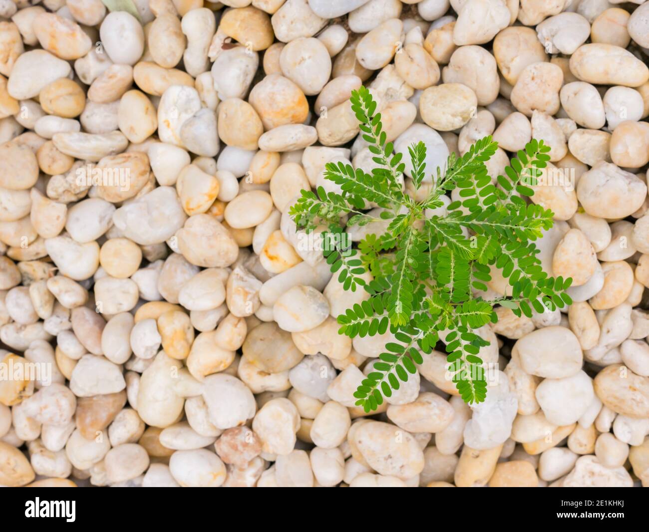 Green plant is growing up on white and brown rocks Stock Photo - Alamy