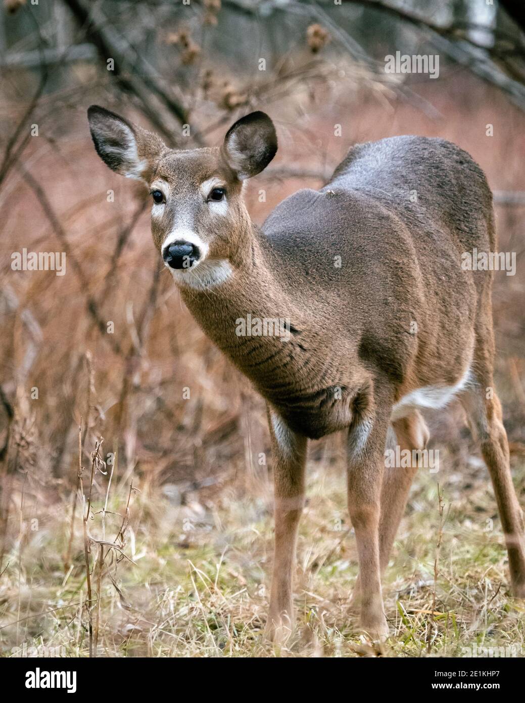 White tailed deer big rack hi-res stock photography and images - Alamy