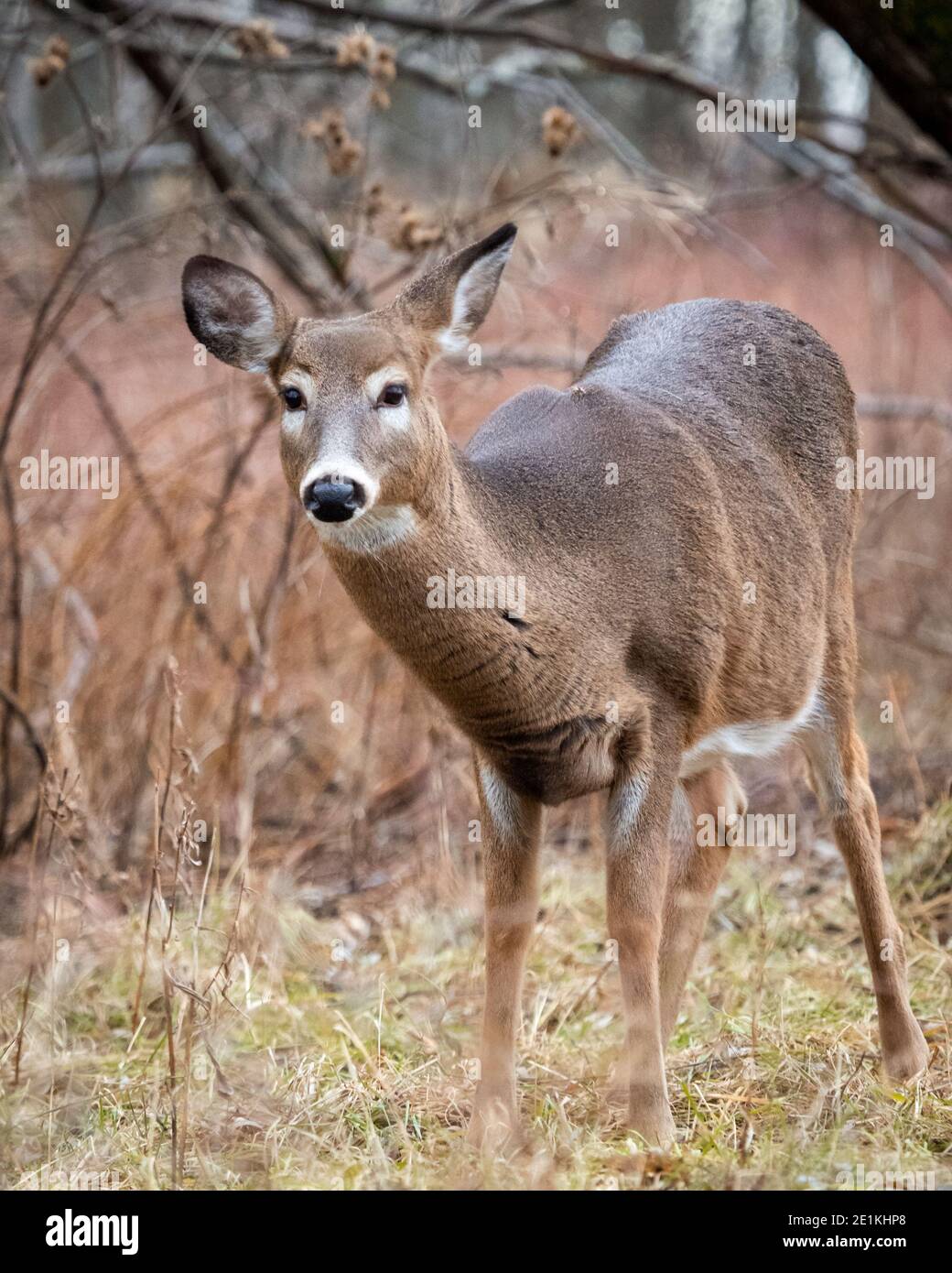 Roe deer forest fern hi-res stock photography and images - Alamy