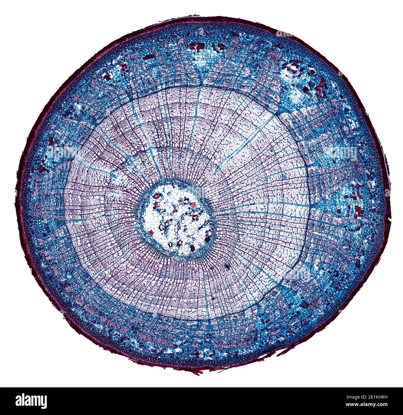 cross section cut under the microscope – microscopic view of plant ...