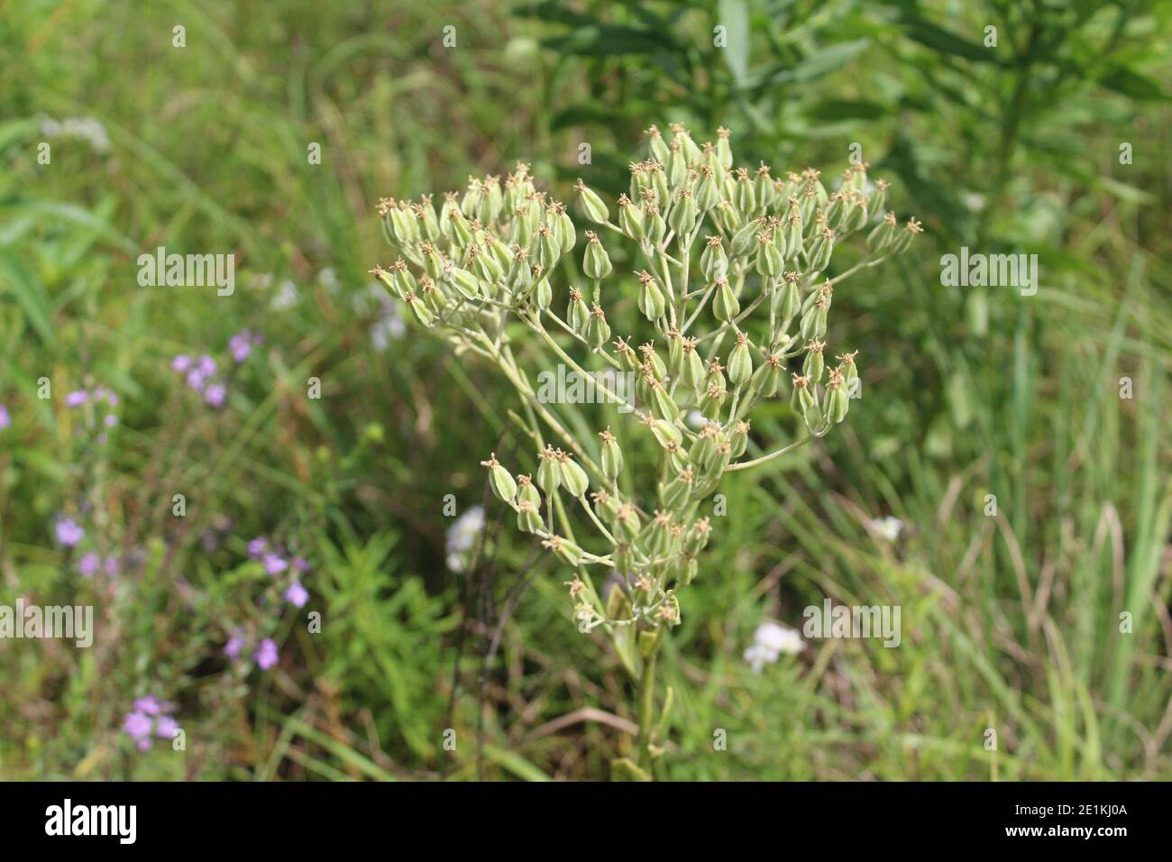 Indian plantain hi-res stock photography and images - Alamy
