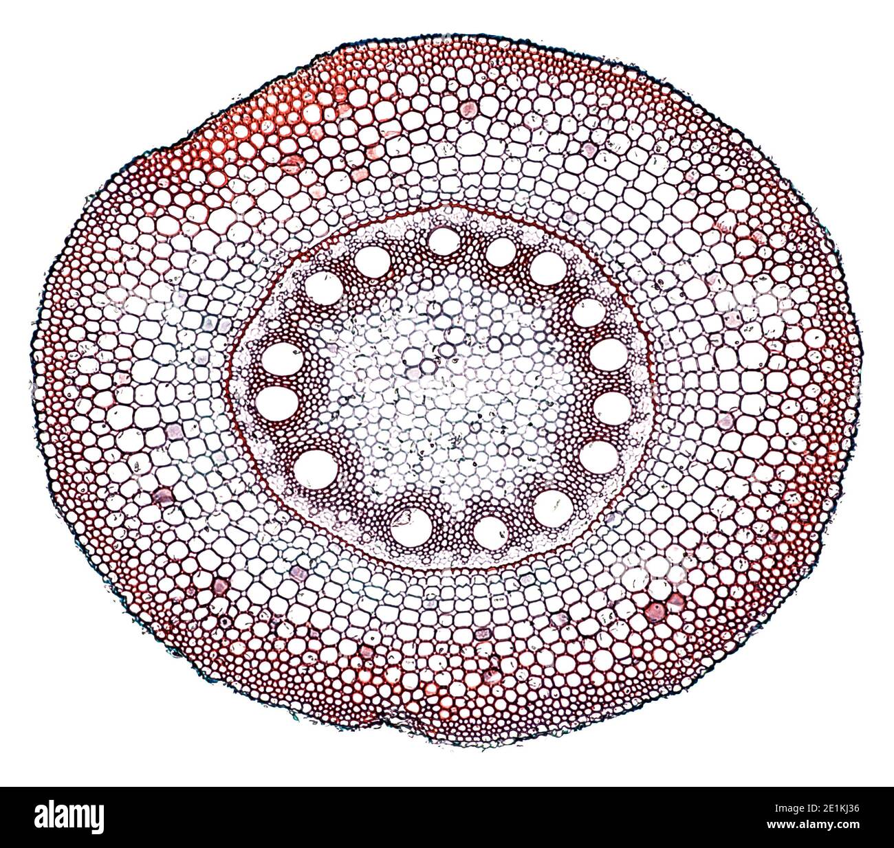 cross section cut under the microscope – microscopic view of plant ...