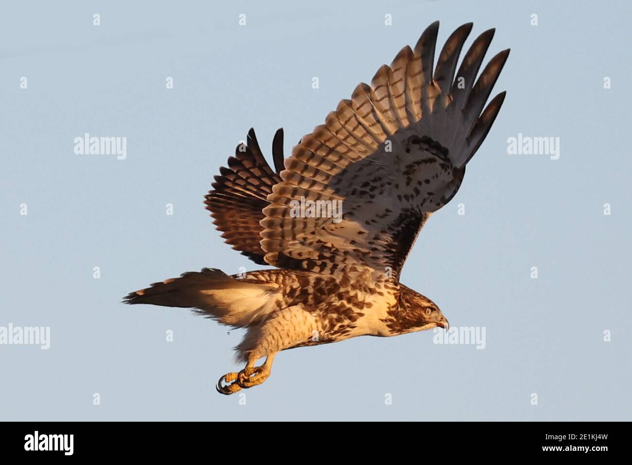 Red Tailed Hawk Juveniles flying and landing Stock Photo - Alamy