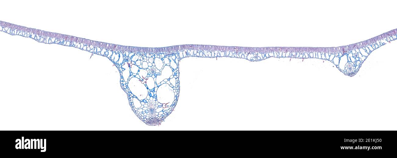 cross section cut under the microscope – microscopic view of plant ...