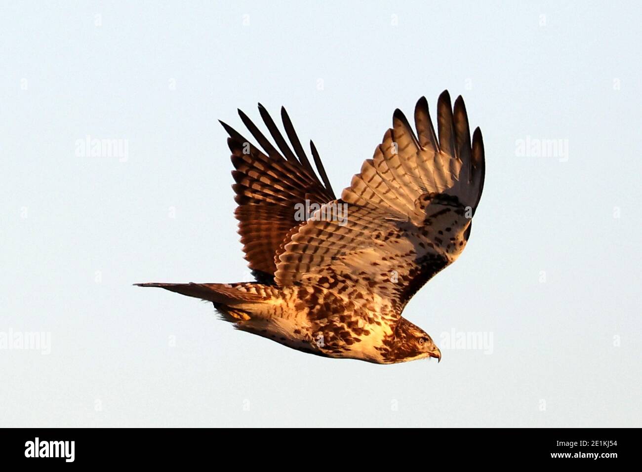 Red Tailed Hawk Juveniles flying and landing Stock Photo - Alamy