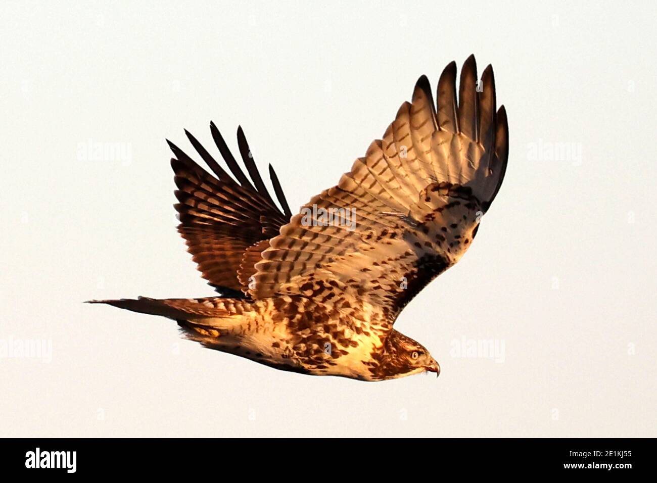 Red Tailed Hawk Juveniles flying and landing Stock Photo - Alamy