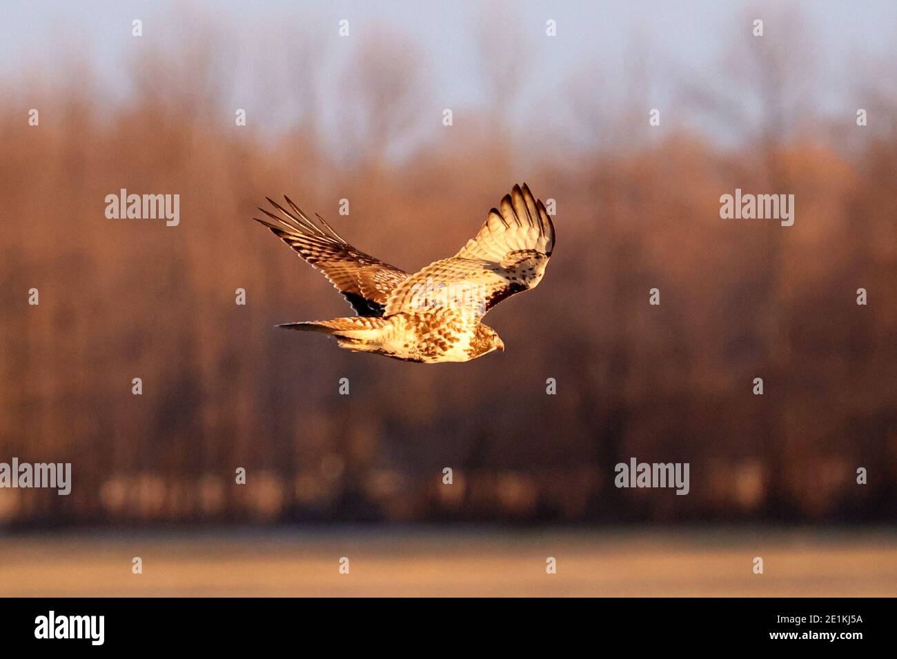 Red Tailed Hawk Juveniles flying and landing Stock Photo - Alamy