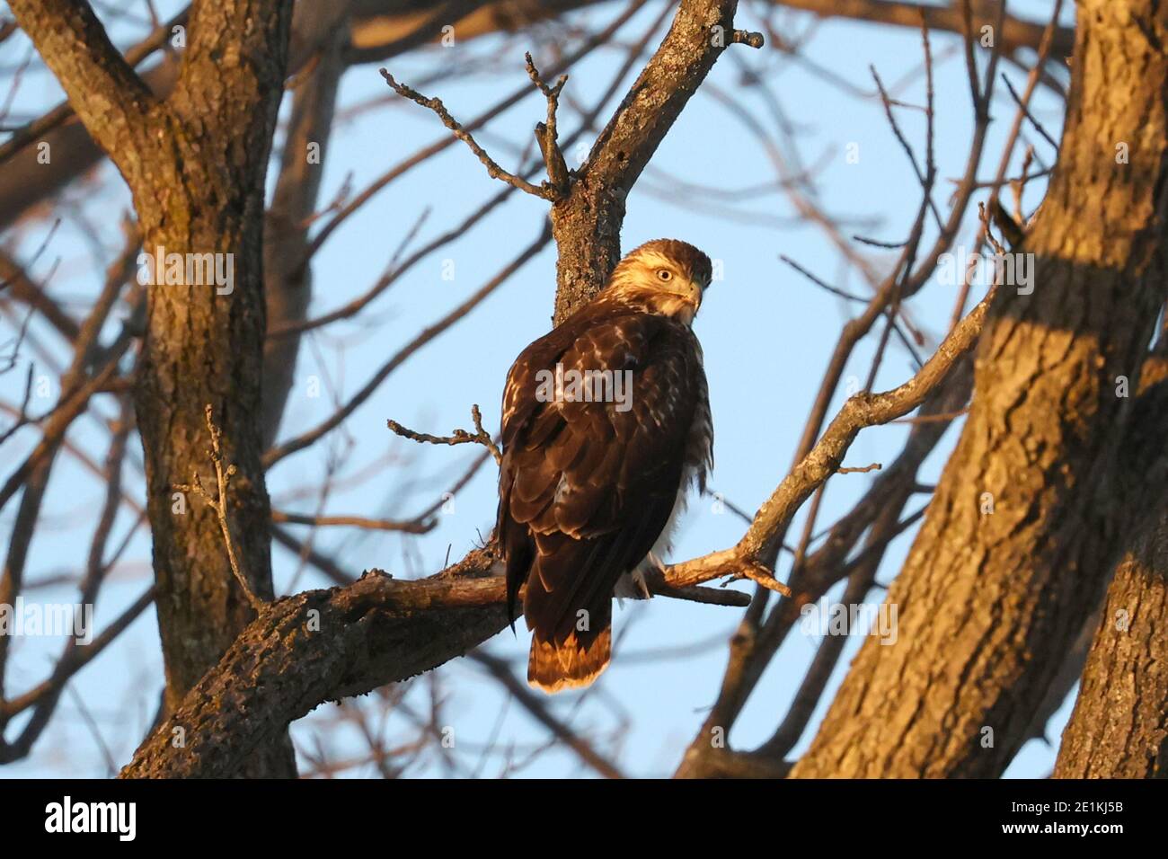 Red Tailed Hawk Juveniles flying and landing Stock Photo - Alamy