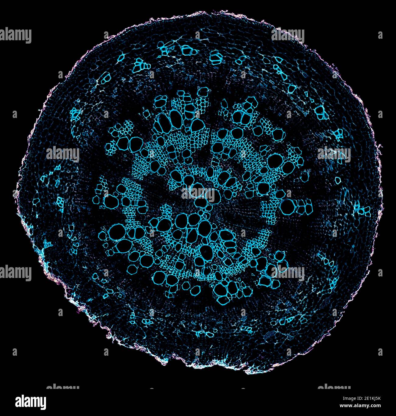 cross section cut under the microscope – microscopic view of plant ...
